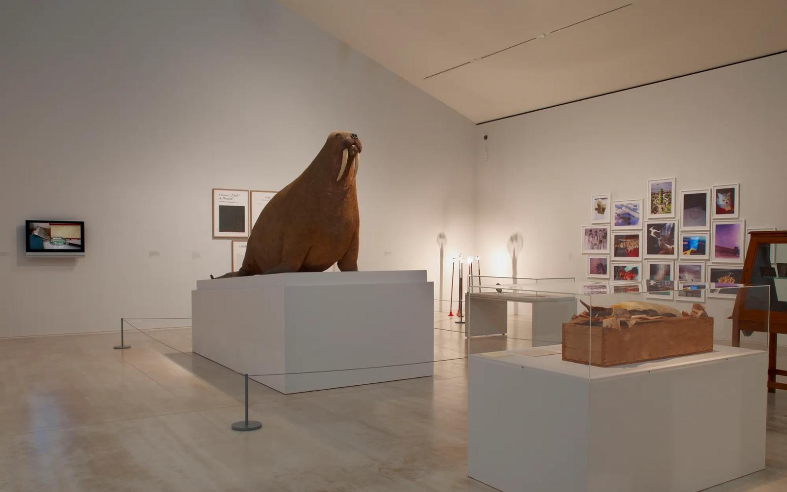 Curiosity: Art and the Pleasures of Knowing | Southbank Centre