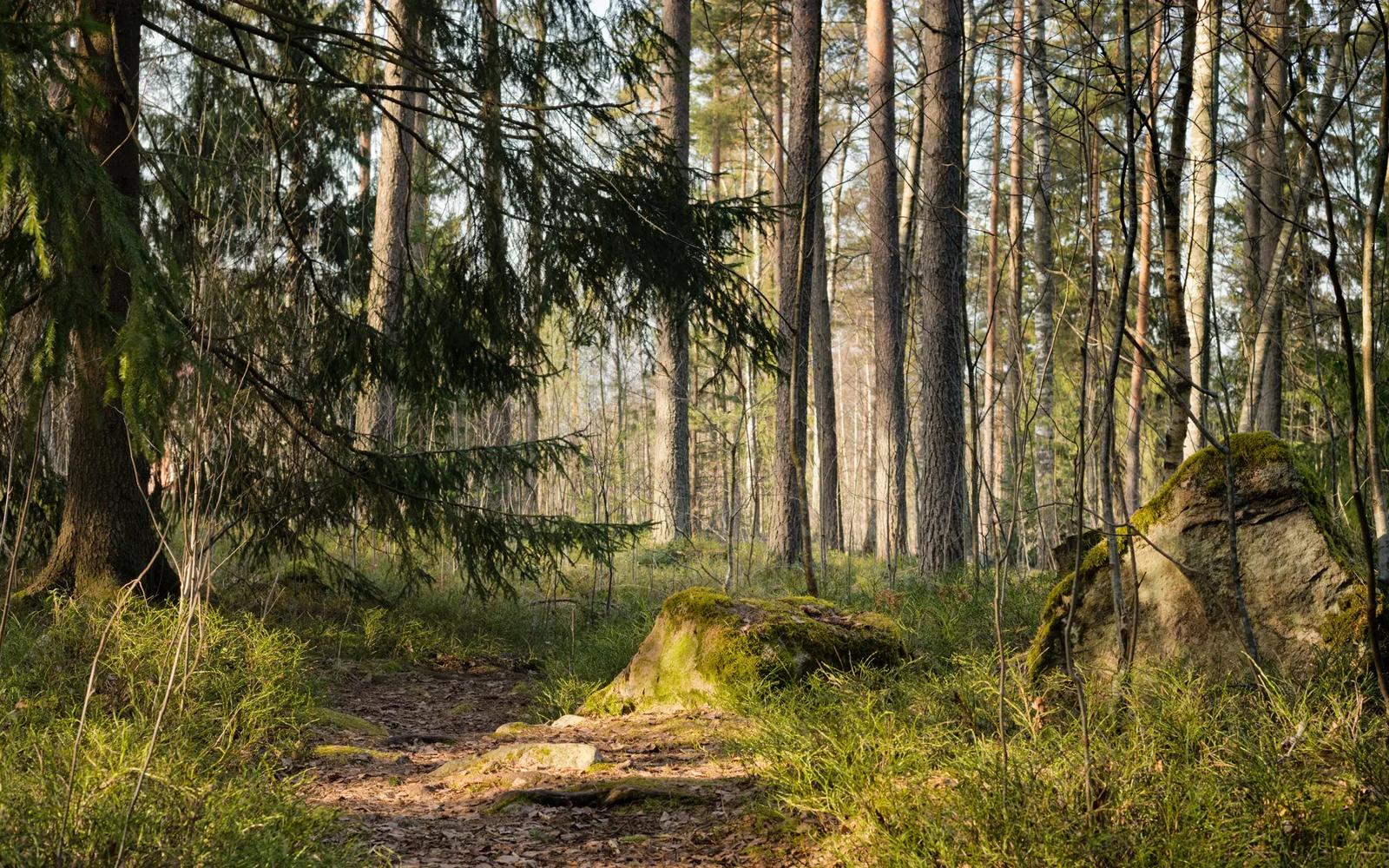 Notes on Nature 2: The Forest | Southbank Centre
